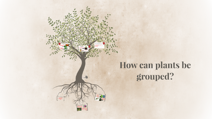 How can plants be grouped? by Hillary Lovenduski on Prezi