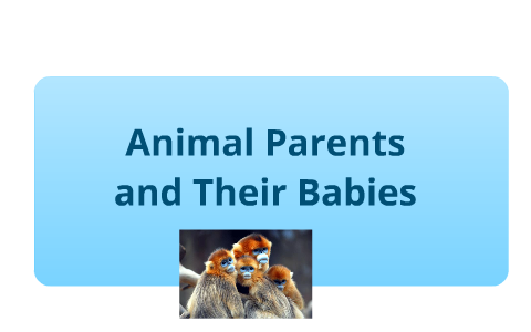 Animal Parents and Their Babies by Laura Manning on Prezi