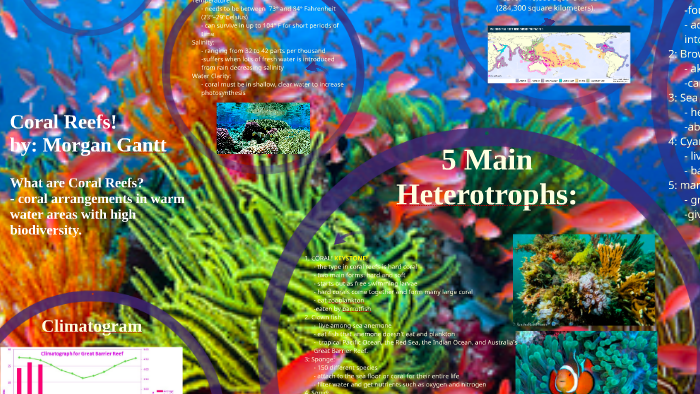 Coral Reefs! by Morgan Gantt on Prezi