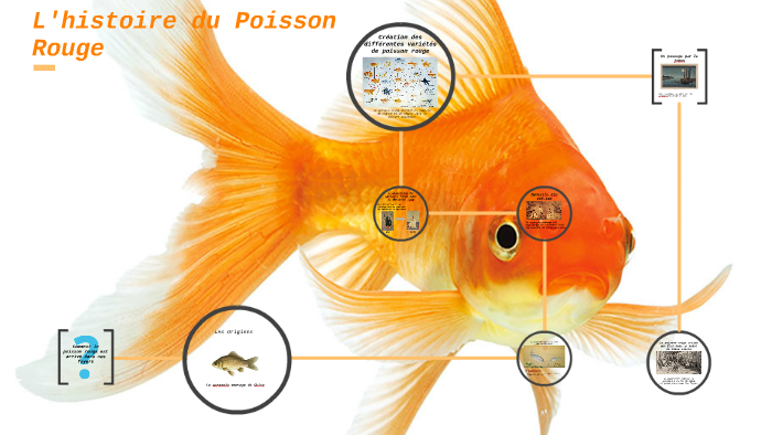 Comment le poisson rouge est-il arrivé dans nos fauyer by ruben dahler ...