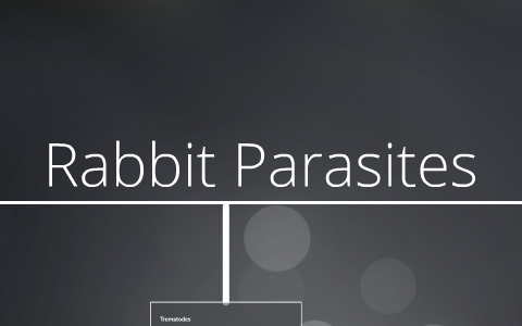 Rabbit Parasites by Emily Gavard on Prezi