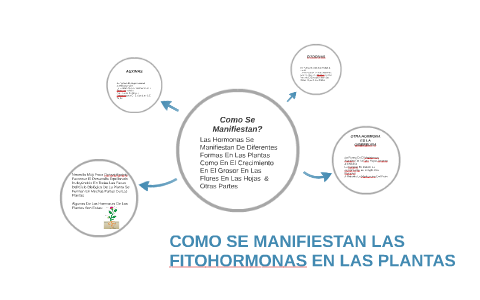 COMO SE MANIFIESTAN LAS FITOHORMONAS EN LAS PLANTAS by Lisseth ...