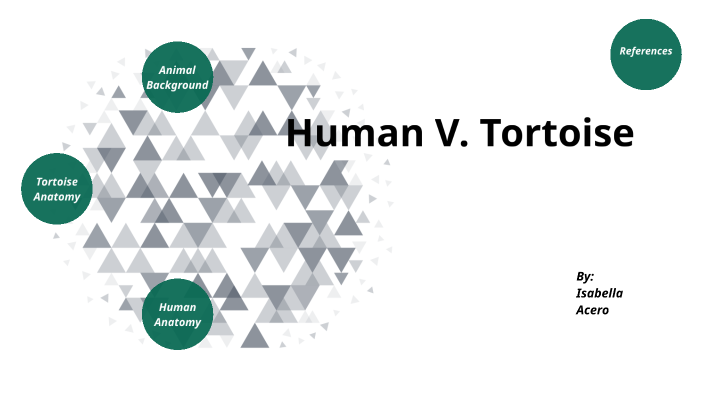 Comparative Anatomy- Tortoise V. Human by Carla Acero on Prezi