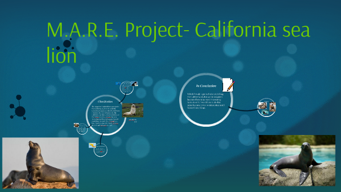 M.A.R.E. project California sea lion by Ashley Martinez on Prezi