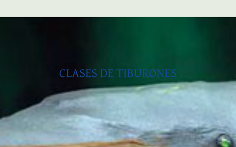 CLASES DE TIBURONES by cristian rodriguez on Prezi