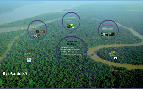 The Amazon Rainforest by Austin Hugh Winwood-Smith on Prezi
