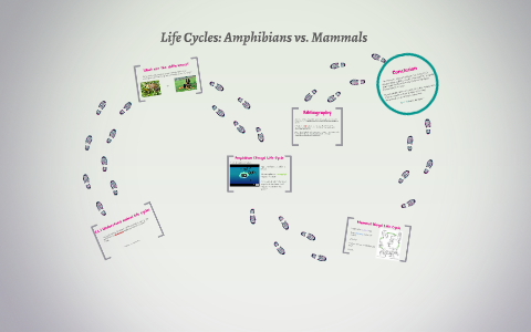 Life Cycles: Amphibians vs Mammals by Amber Ellington on Prezi