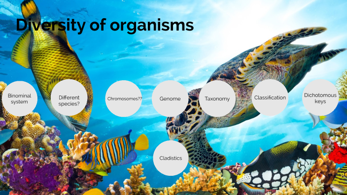 Classification of biodiversity by Håvard Steffenak on Prezi