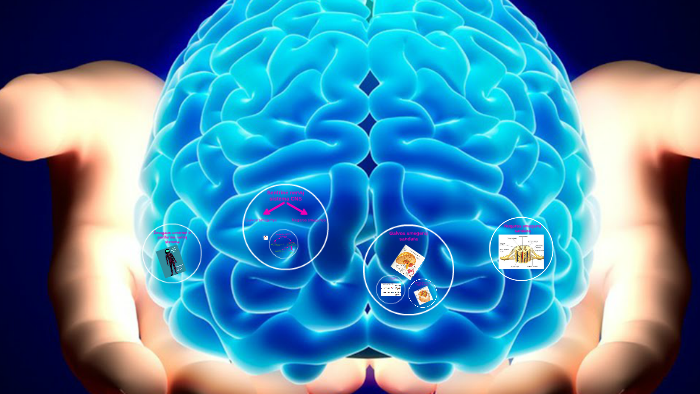 Smegenys by Sonata Petkūnienė on Prezi