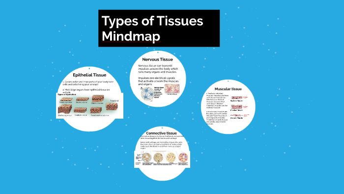 Types of Tissues Mindmap by hayley manning on Prezi
