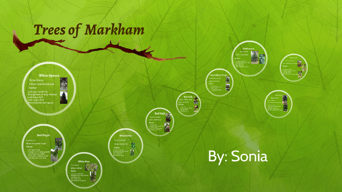Trees of Markham by Sonia Y! on Prezi