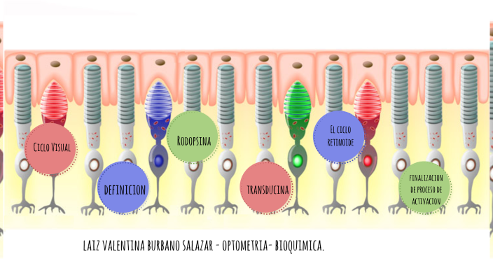 Ciclo visual- Bioquimica by Laiz Valentina Burbano Salazar on Prezi