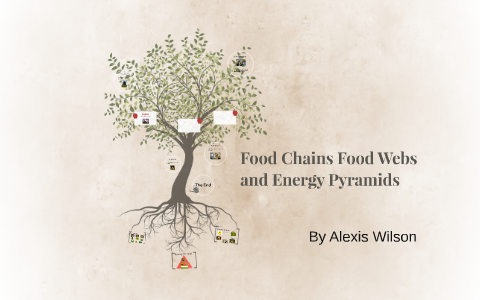 Food Chains Food Webs and Energy Pyramids by Alexis Wilson on Prezi