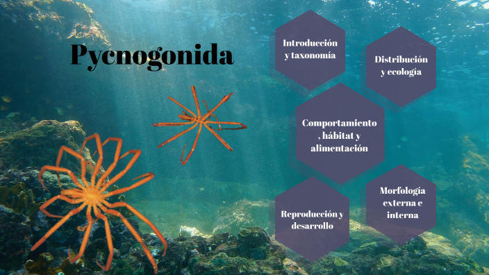 Clase Pycnogonida/Pantópoda Biología by Ricardo Reyes Franco on Prezi