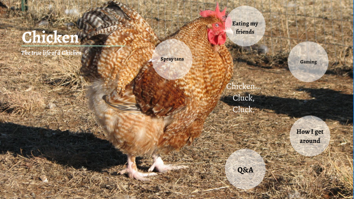 the true life of a chicken by B M on Prezi