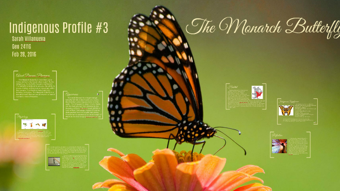 Indigenous Species Profile #3 - The Monarch Butterfly by Sarah V on Prezi