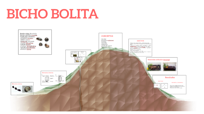 BICHO BOLITA ( OCNISCOSEA) by Clara Operti on Prezi