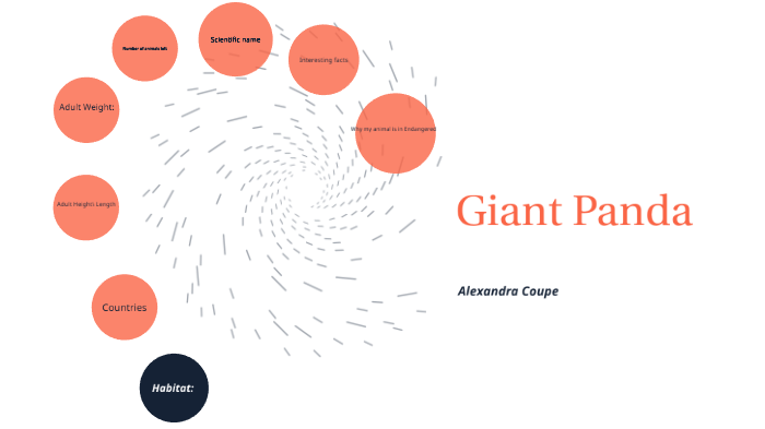 Giant Pandas by Alexandra Coupe on Prezi