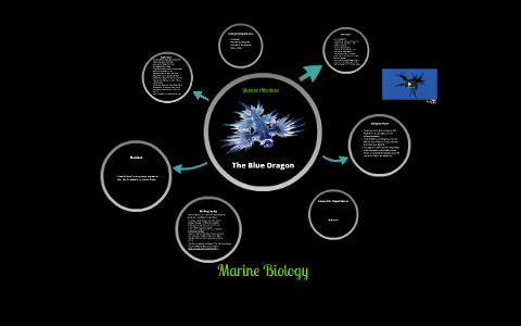 Glaucus Atlanticus By Justin Kerner On Prezi