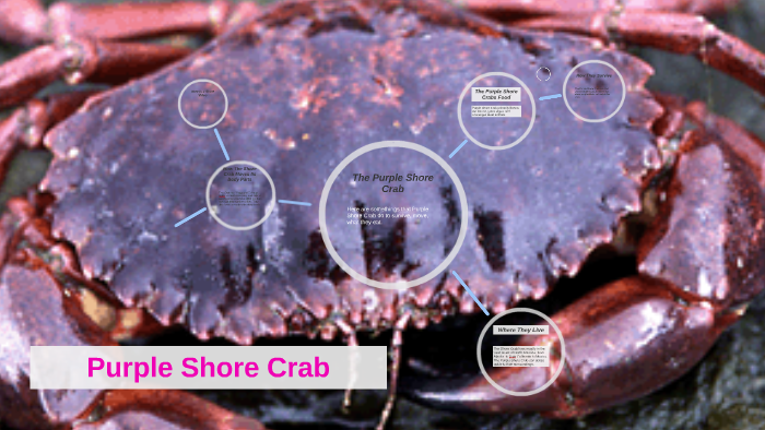 The Purple Shore Crab by andrew perez on Prezi