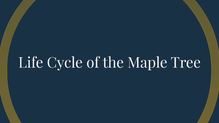 Life Cycle of a Maple Tree by James by Kirven Whittenberg on Prezi