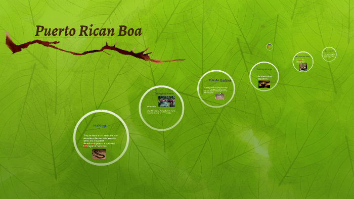 Puerto Rican Boa by on Prezi