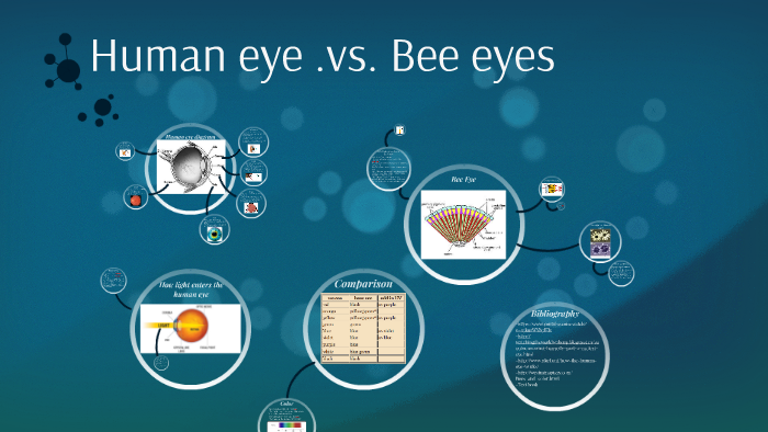 Human eye .vs. Bee eyes by Nadine Metwali on Prezi