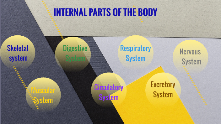 INTERNAL PARTS OF THE BODY by Rakesh Kumar on Prezi