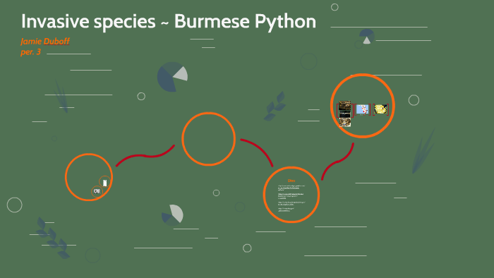 Invasive species ~ Burmese Python by jamie duboff on Prezi