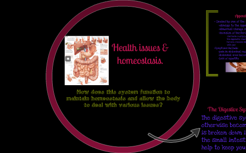 anatomy: digestive system health issues and homeostasis by esther ...