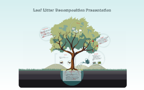 Leaf Litter Decomposition Presentation by Haley Boling on Prezi