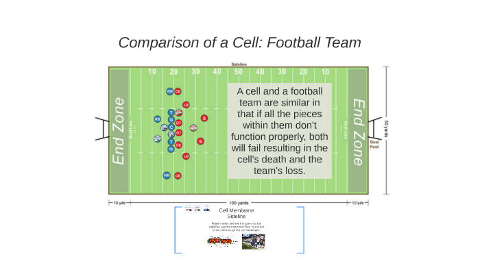 Comparison of a Cell: Football Team by Louis Failoni on Prezi