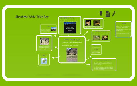 About the White-tailed Deer by Morgan Hasler on Prezi