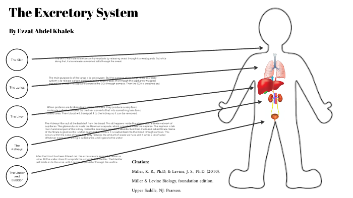 Excretory System Infograph by Ezzat AbdelKhalek on Prezi