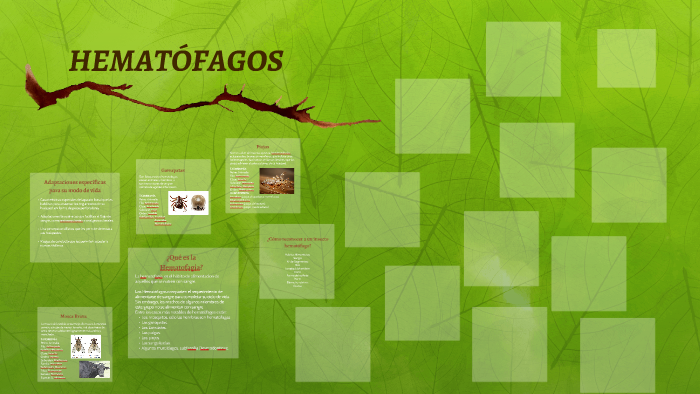 HEMATÓFAGOS by Leonor Colquehuanca on Prezi