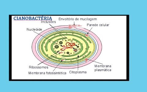 CIANOBACTÉRIA by Lucas C. Araújo on Prezi
