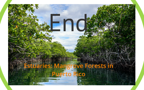 Mangrove Forests in Puerto Rico by Biomes Estuaries on Prezi