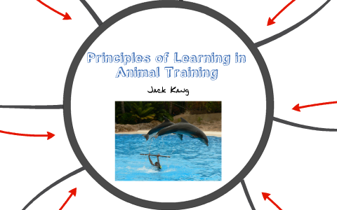 Principles of Learning in Animal Training by Jack Kang on Prezi