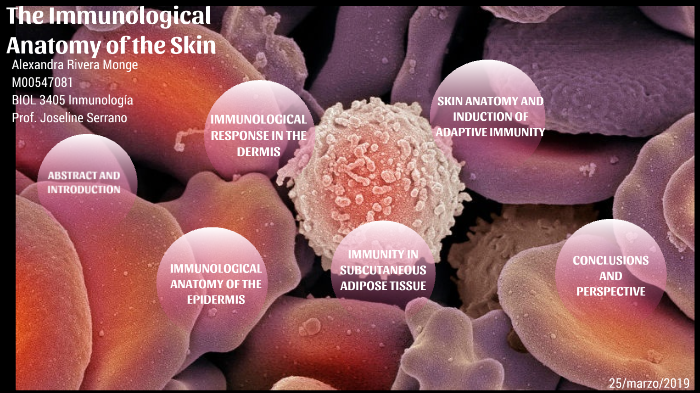 The Immunological Anatomy of the Skin by Alexandra Edith on Prezi