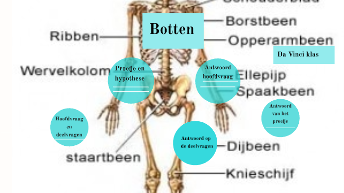 Presentatie van Junior: Botten by junior G on Prezi