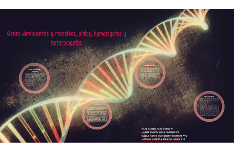 Genes dominantes y recesivos, alelos, homocigotos y heteroci by Eldy ...