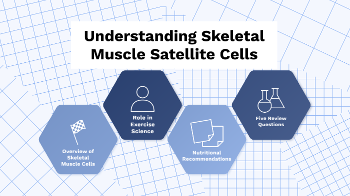 Understanding Skeletal Muscle Satellite Cells by Lauren O'Hollearn on Prezi