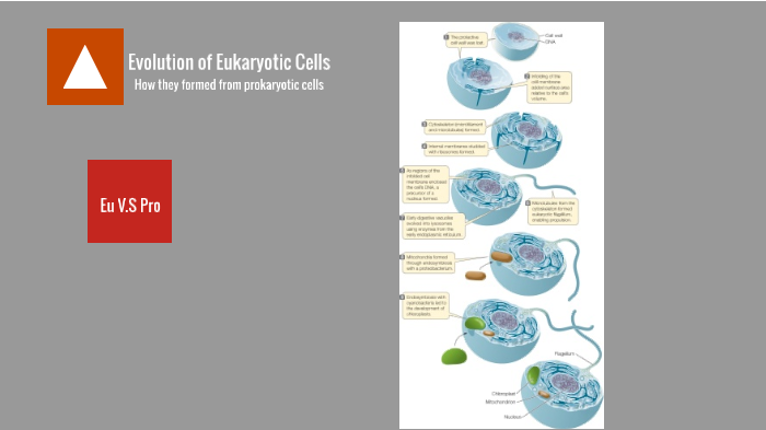 Evolution of Eukaryotic Cells by Jane Taylor on Prezi