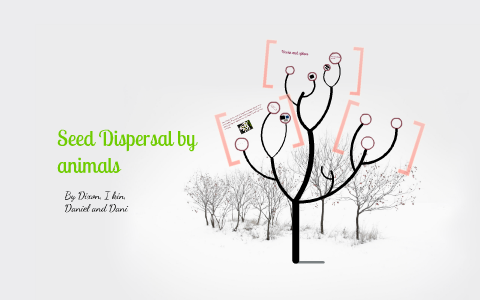 Seed Dispersal By Animals by Dixon Low on Prezi