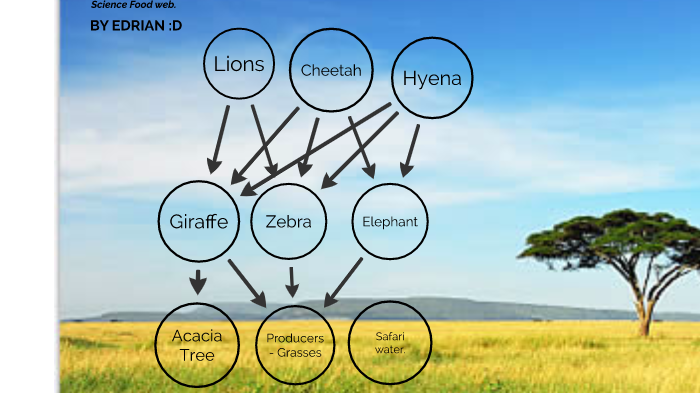 Safari Food web. by Ian Cedilla on Prezi