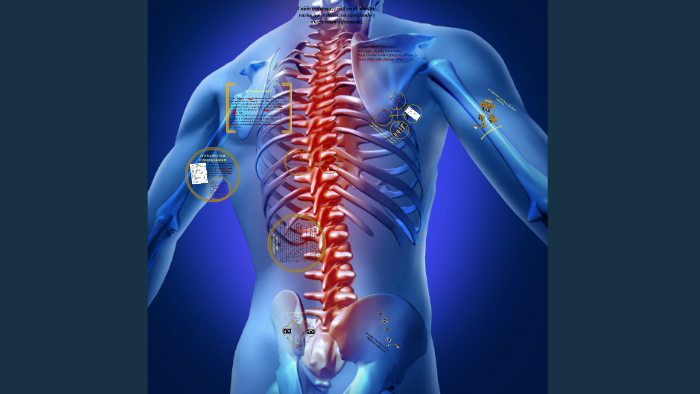 Unión craneocervical en el hombre, variaciones óseas, su sig by ...