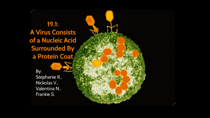 19.1: A Virus Consist of a Nucleic Acid Surrounded By a Protein Coat by ...