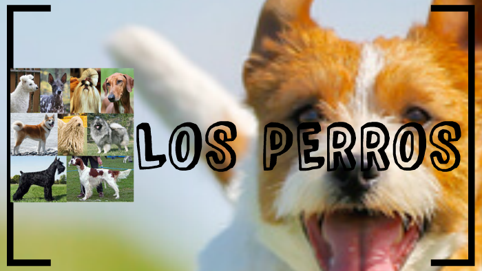 LOS PERROS by Liz Lopez on Prezi