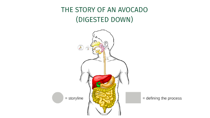 The Digestive System Story by Randy Tang on Prezi