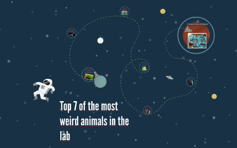 Top 7 of the most weird animals in the lab by Uriel Santillán